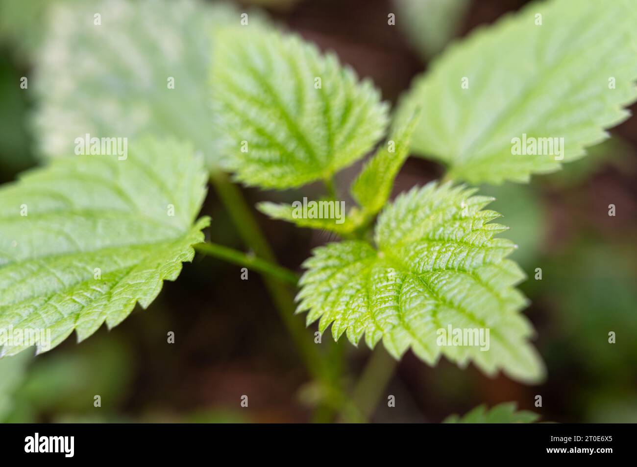 Nettle plants and leaves photographed up close. Properties and quality ...