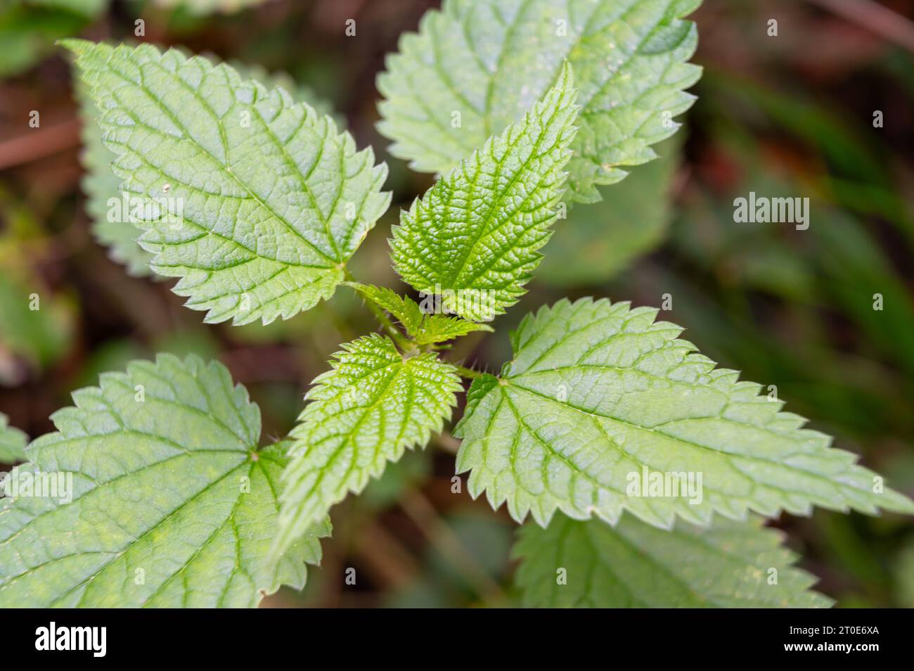 Nettle plants and leaves photographed up close. Properties and quality ...