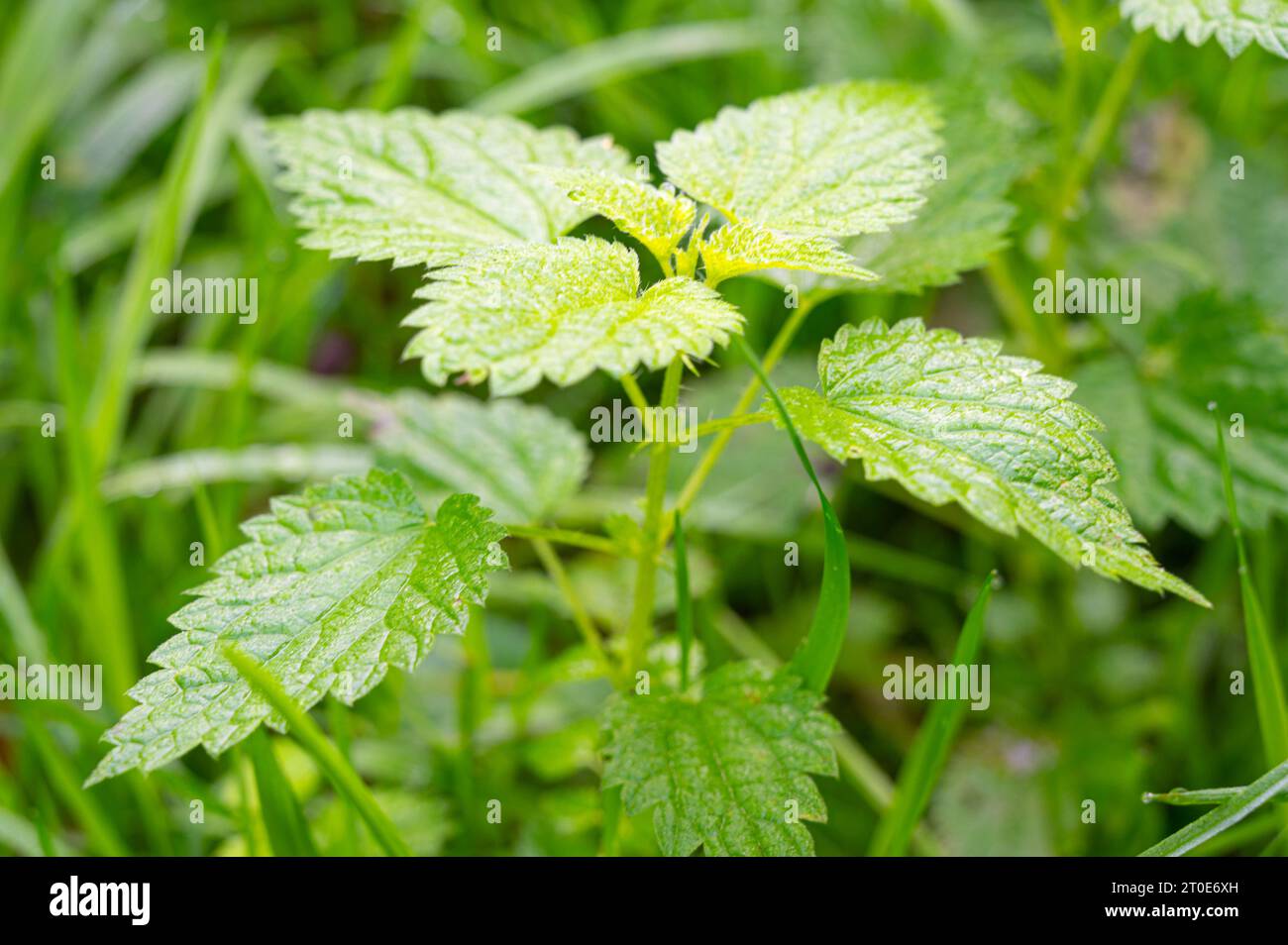 Nettle plants and leaves photographed up close. Properties and quality ...