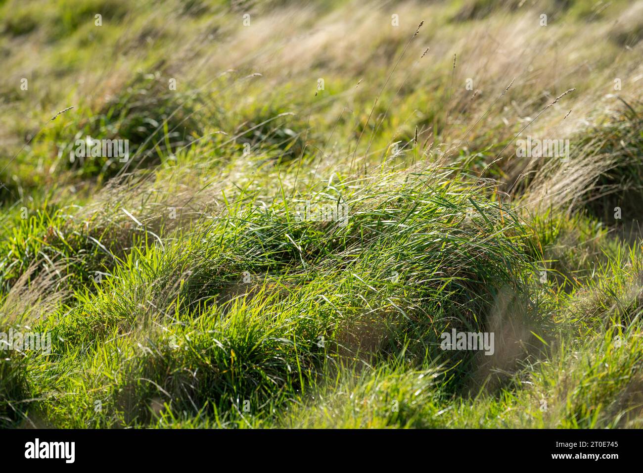 beautiful green field with lush green pasture growing on a farm in ...