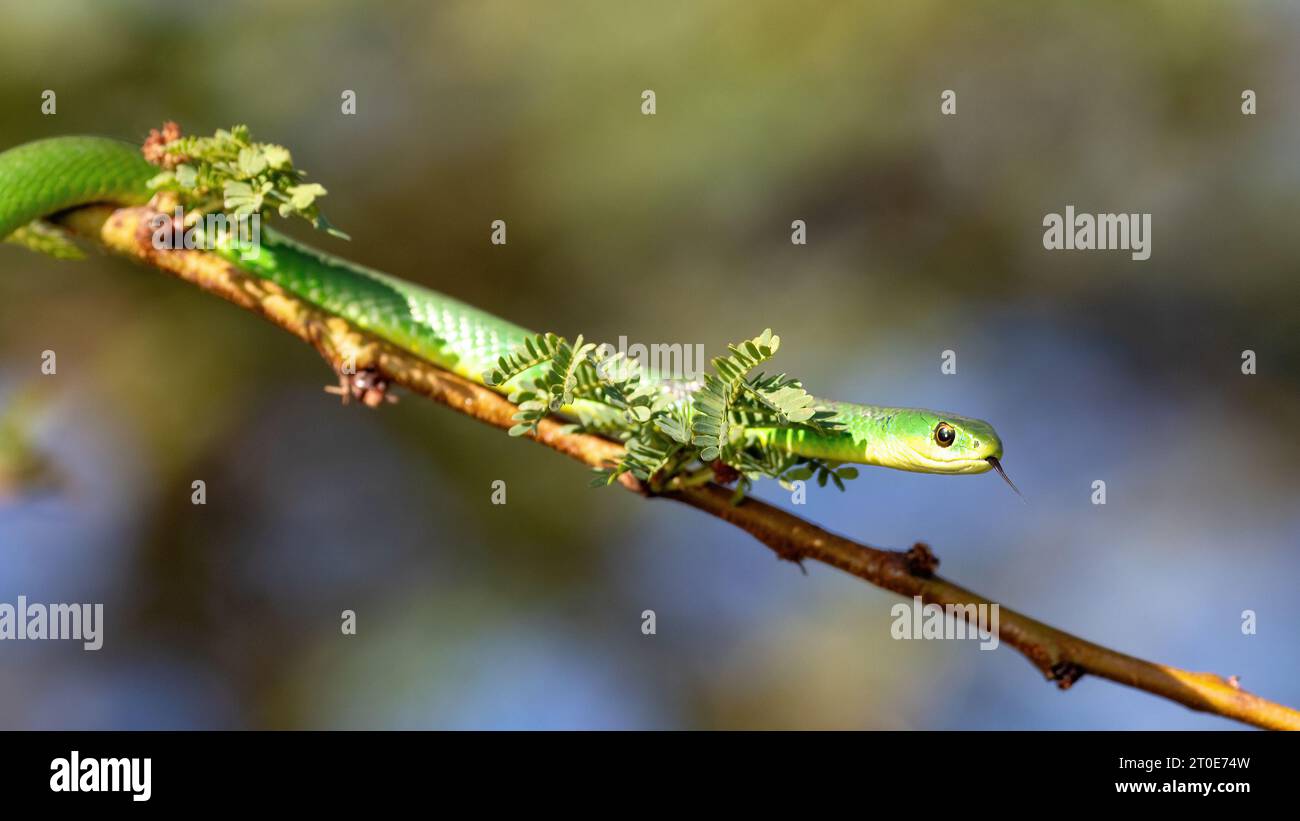 The non-venomous common green snake, Philothamnus, with his tongue out ...