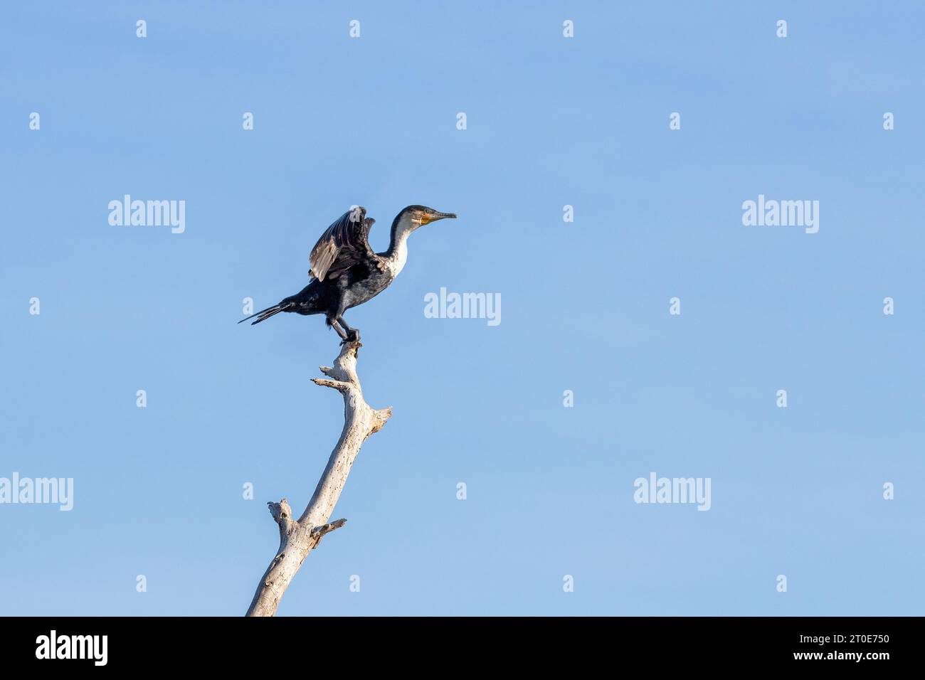 Adult cormorant taking off from a branch against blue sky background ...