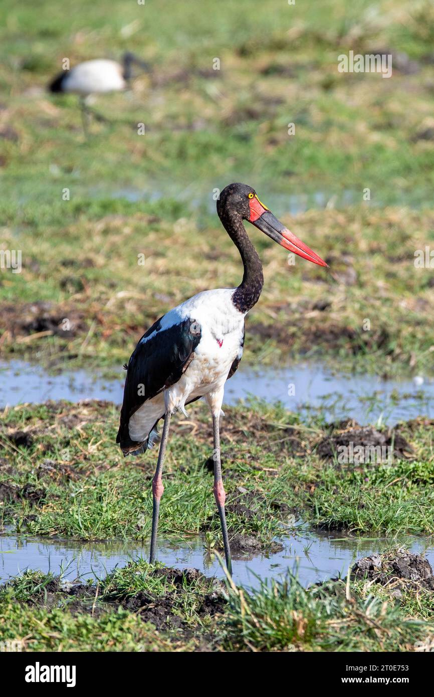 Largest stork hi-res stock photography and images - Alamy