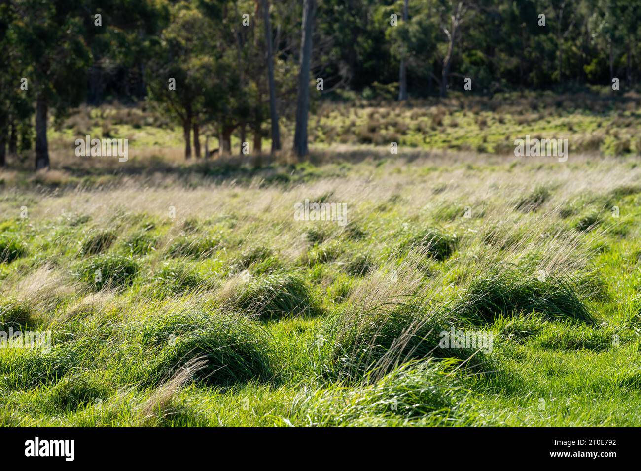 long native grasses on a regenerative agricultural farm. pasture in a ...