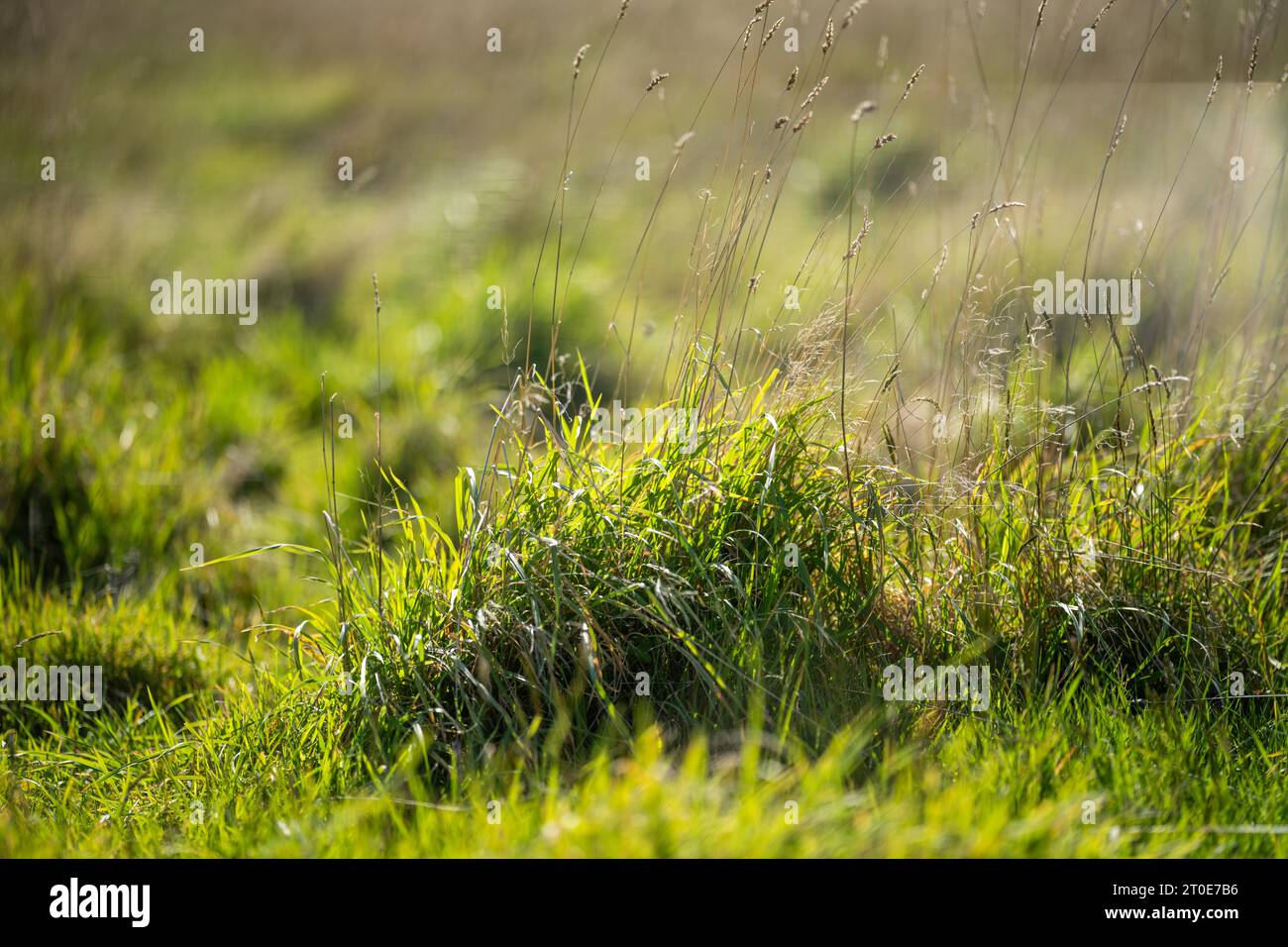 long native grasses on a regenerative agricultural farm. pasture in a ...