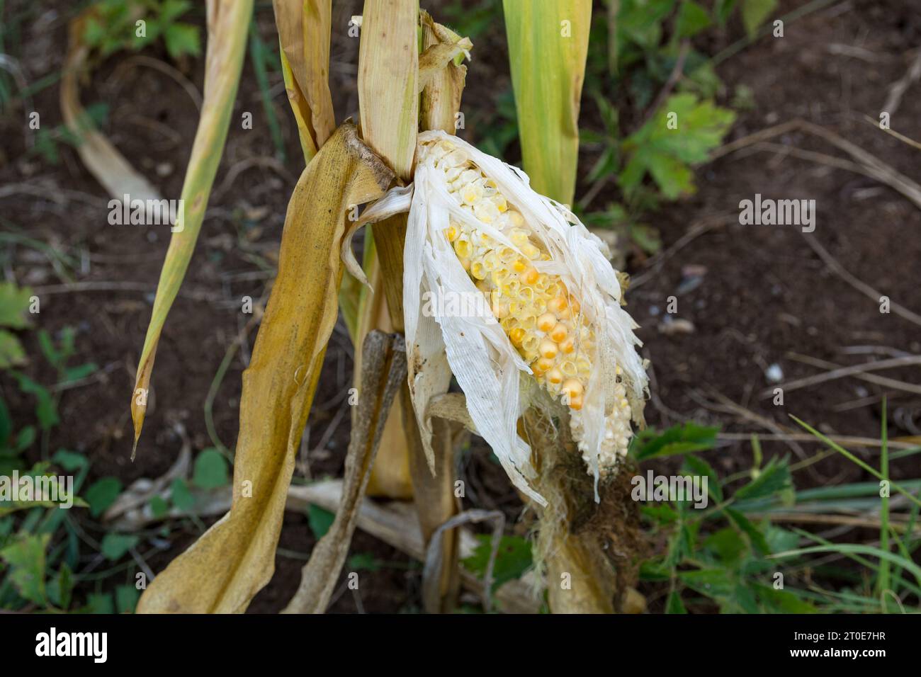 Agriculture crop disease grain corn hi-res stock photography and images ...