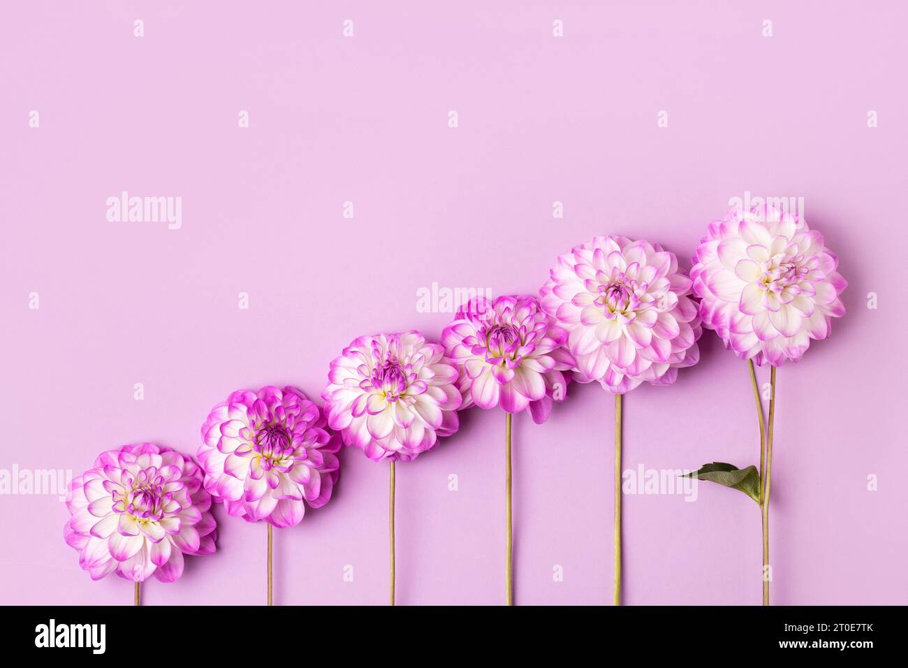 Dahlia flowers on a purple background. Creative layout made of flowers ...