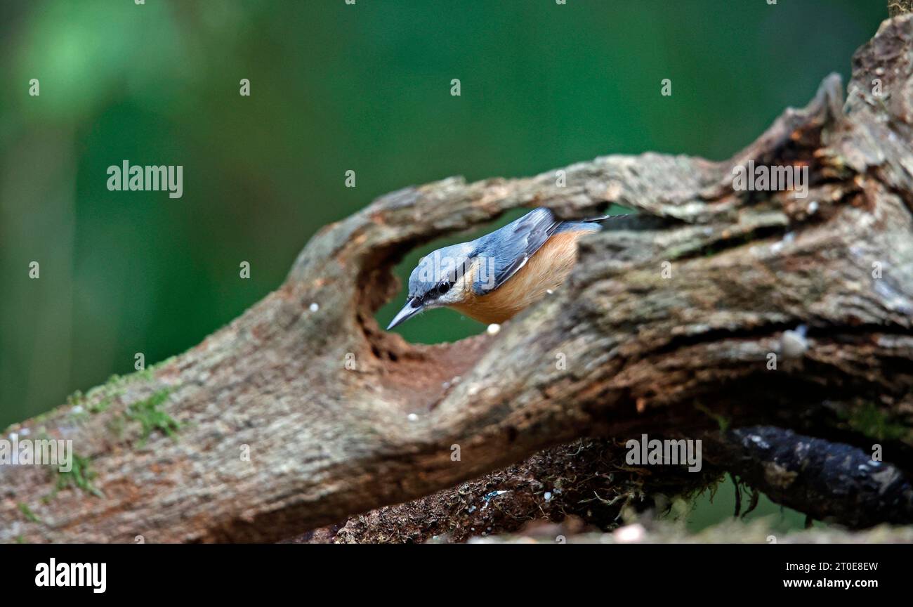 Nuthatch collecting nuts in the woods Stock Photo - Alamy