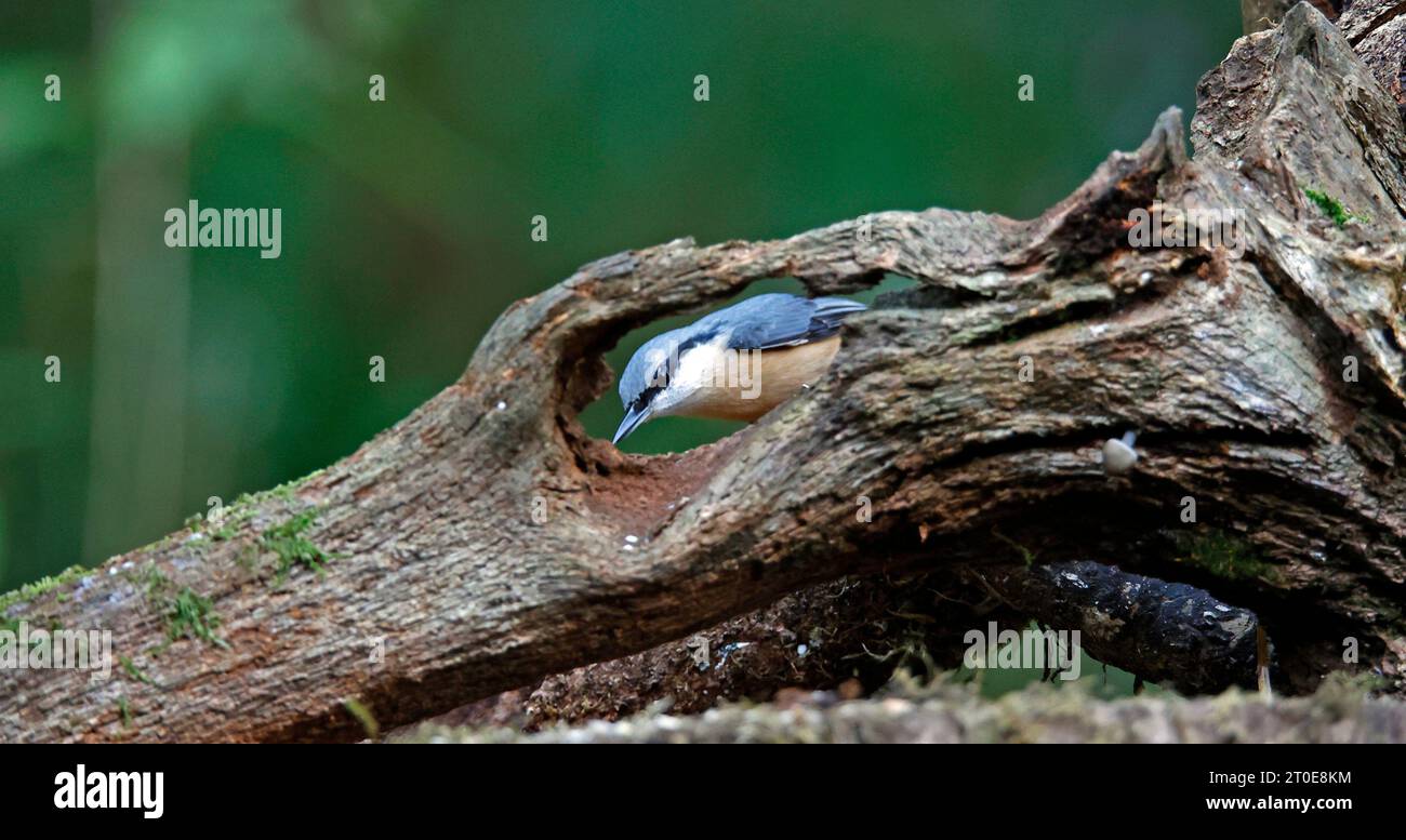 Nut images hi-res stock photography and images - Alamy