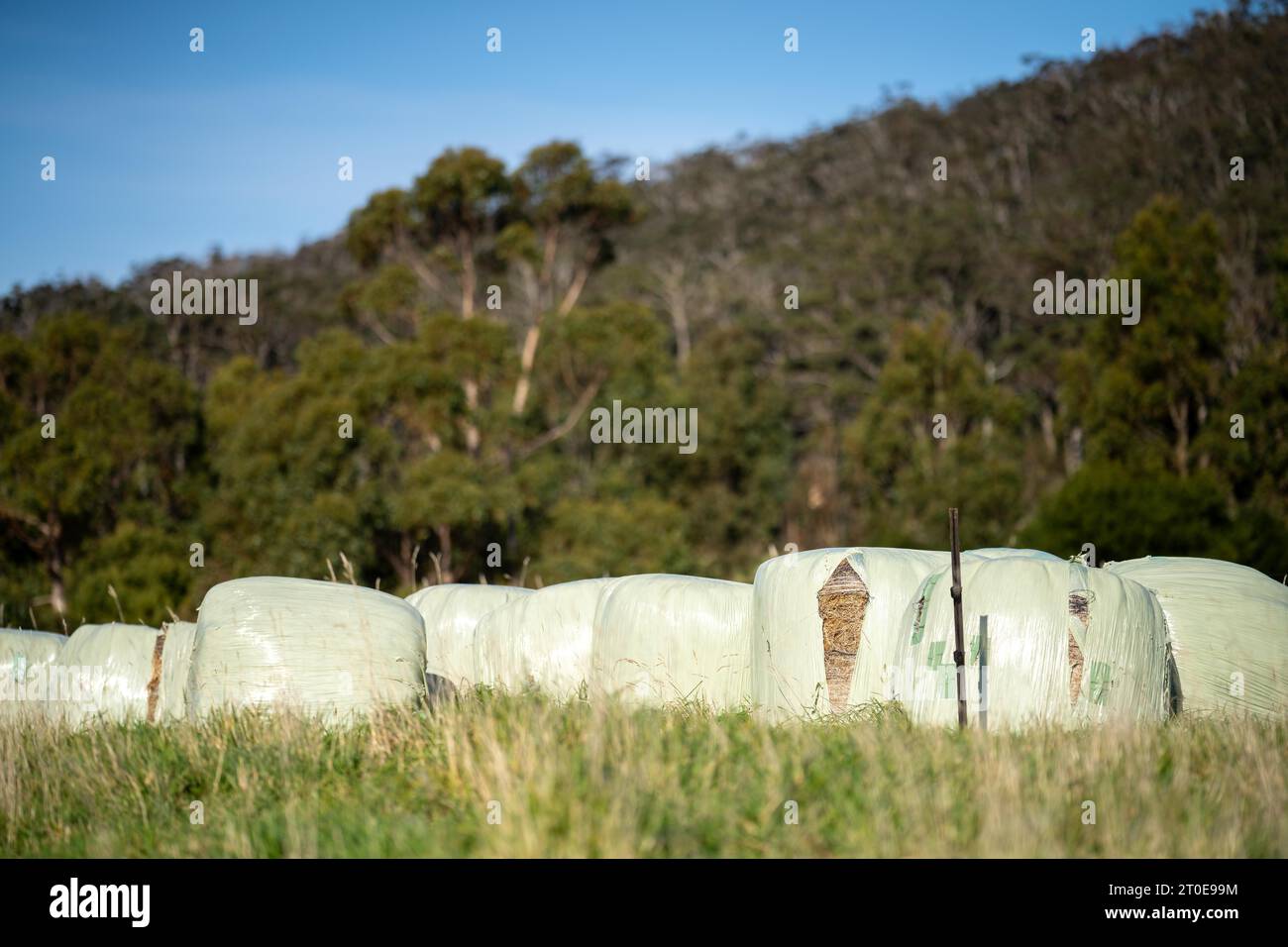 Silage rolls hi-res stock photography and images - Alamy