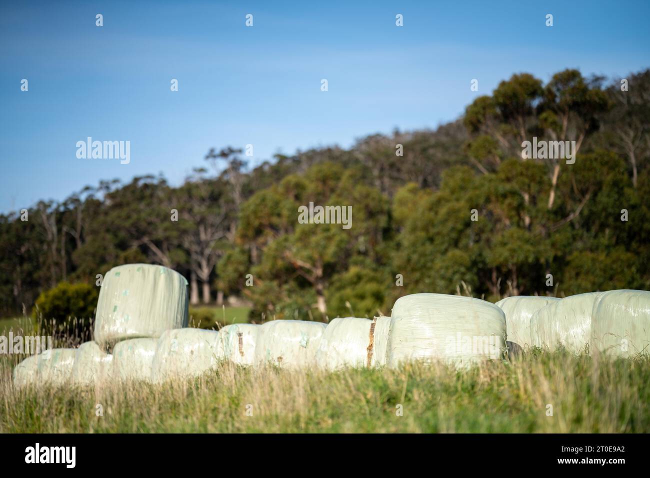 silage in a field on a farm, Beautiful field with hay in round stacks ...