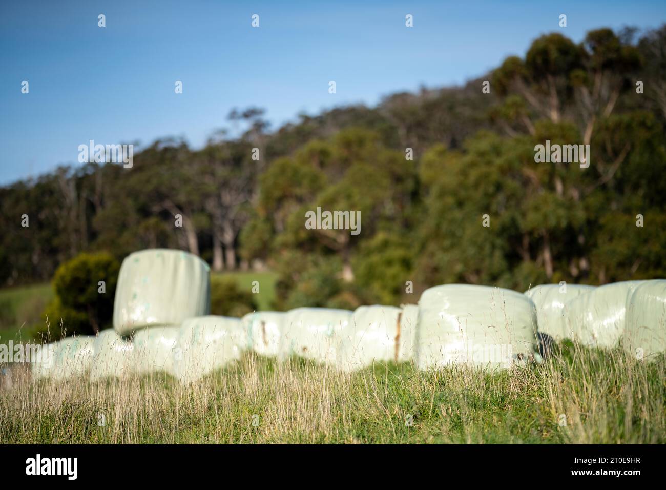 silage in a field on a farm, Beautiful field with hay in round stacks ...