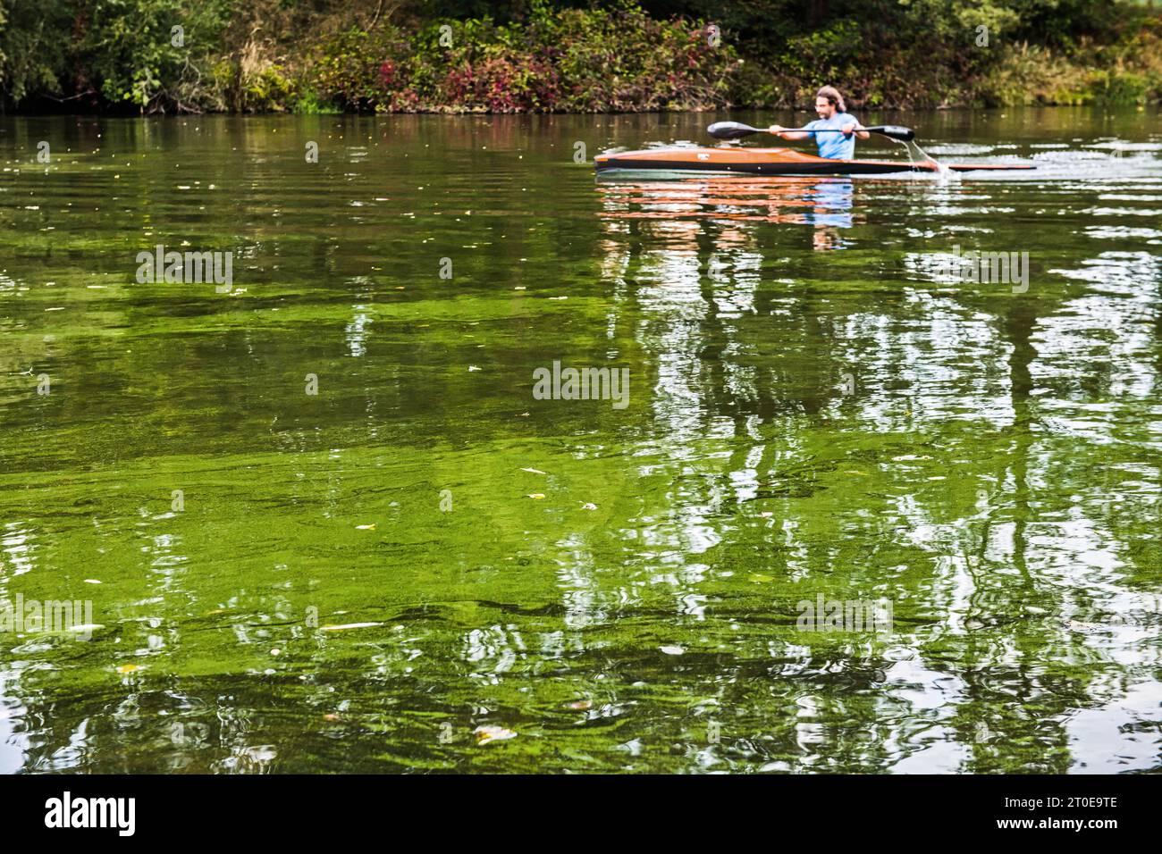 Brno, Czech Republic. 05th Oct, 2023. Cyanobacteria cover the surface ...