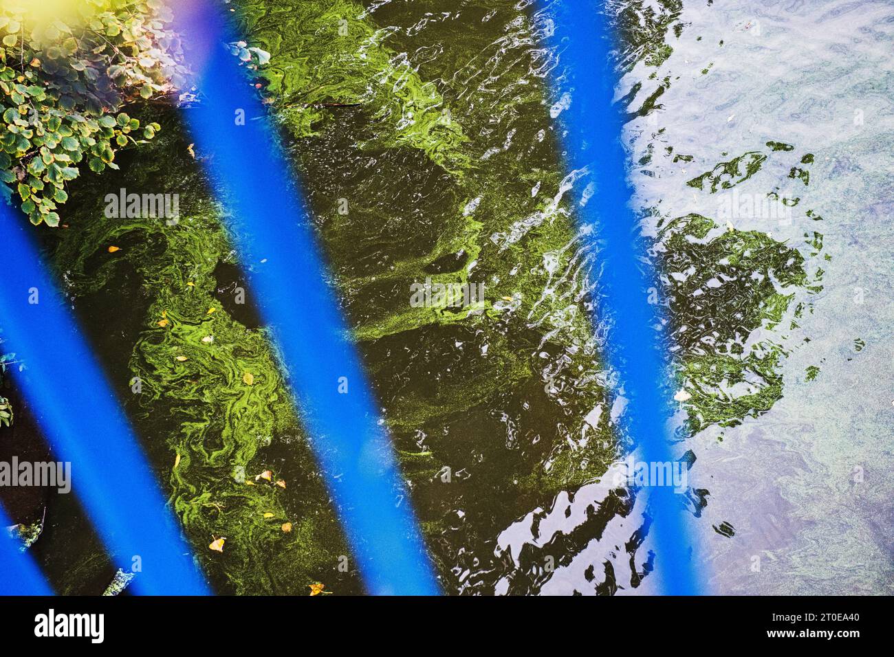 Brno, Czech Republic. 05th Oct, 2023. Cyanobacteria cover the surface ...