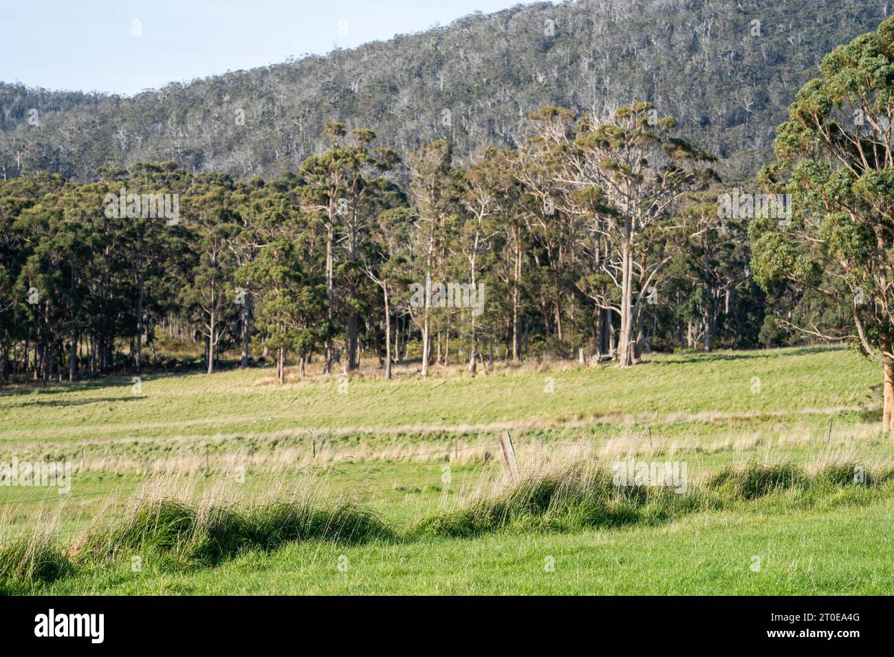 Pasture on a farm in Australia. Spring grass growth Stock Photo - Alamy