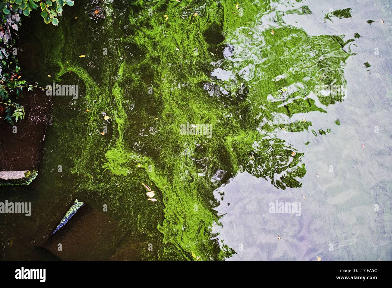 Brno, Czech Republic. 05th Oct, 2023. Cyanobacteria cover the surface ...