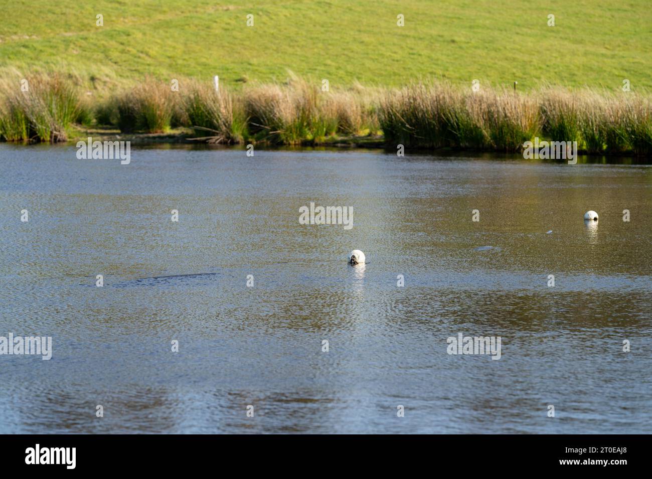 Farming landscape with a water dam on a beef farm Stock Photo - Alamy