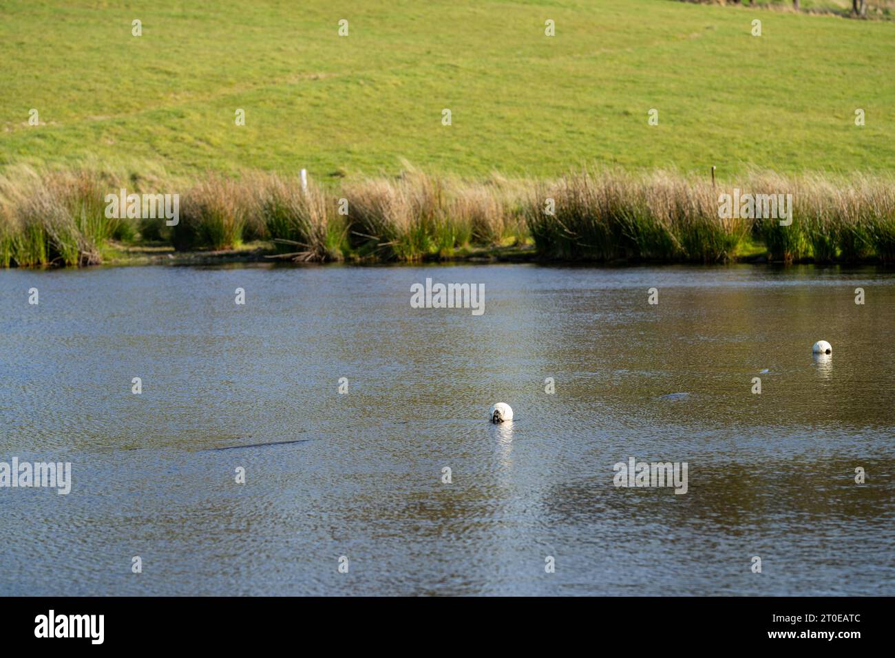 Farming landscape with a water dam on a beef farm Stock Photo - Alamy