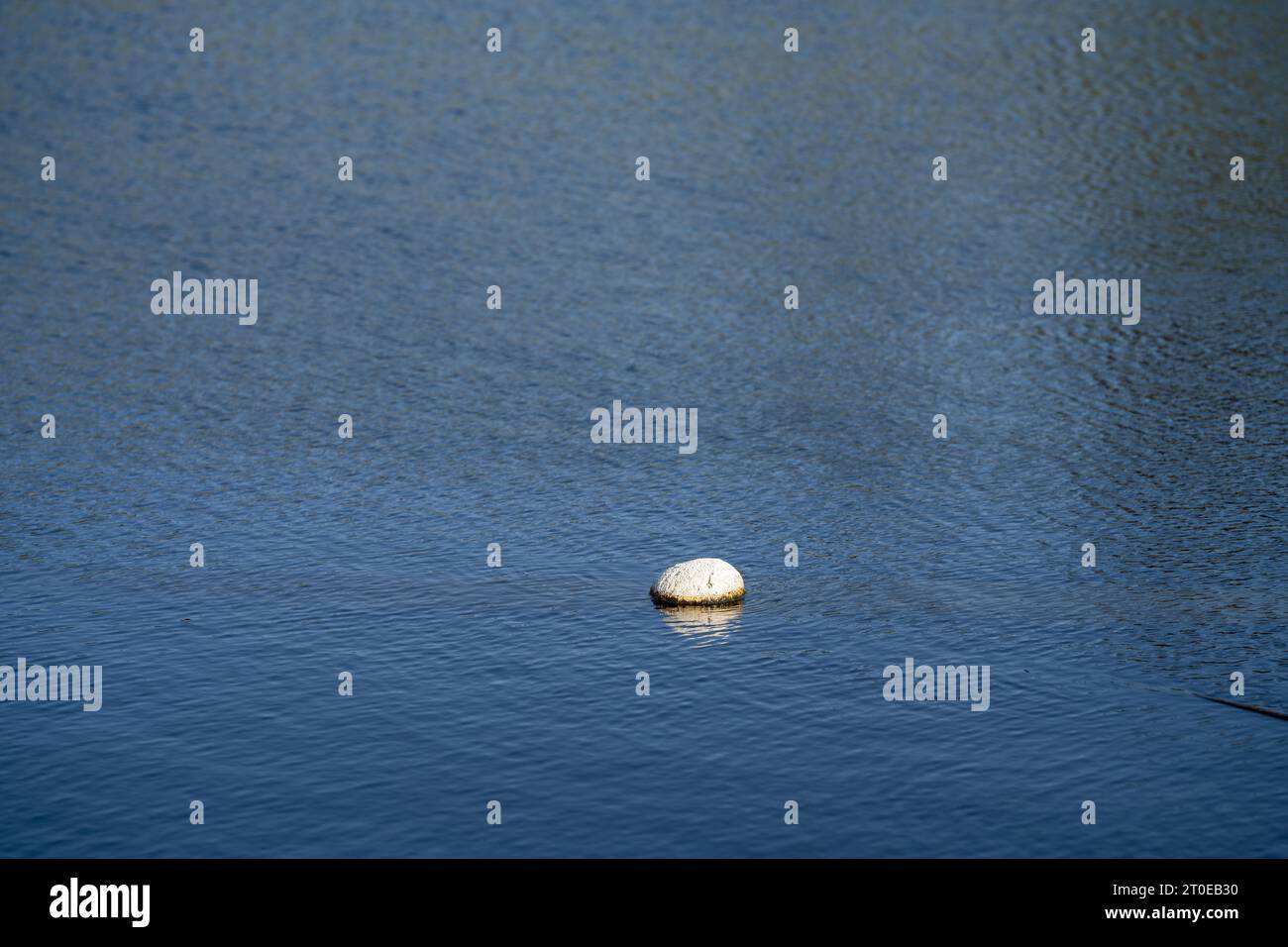Farming landscape with a water dam on a beef farm Stock Photo - Alamy
