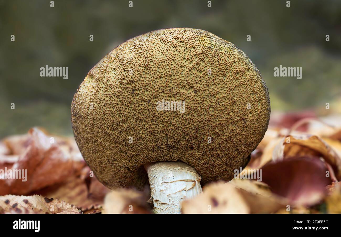 Underside of Boletes mushroom growing out the leaf litter Stock Photo ...