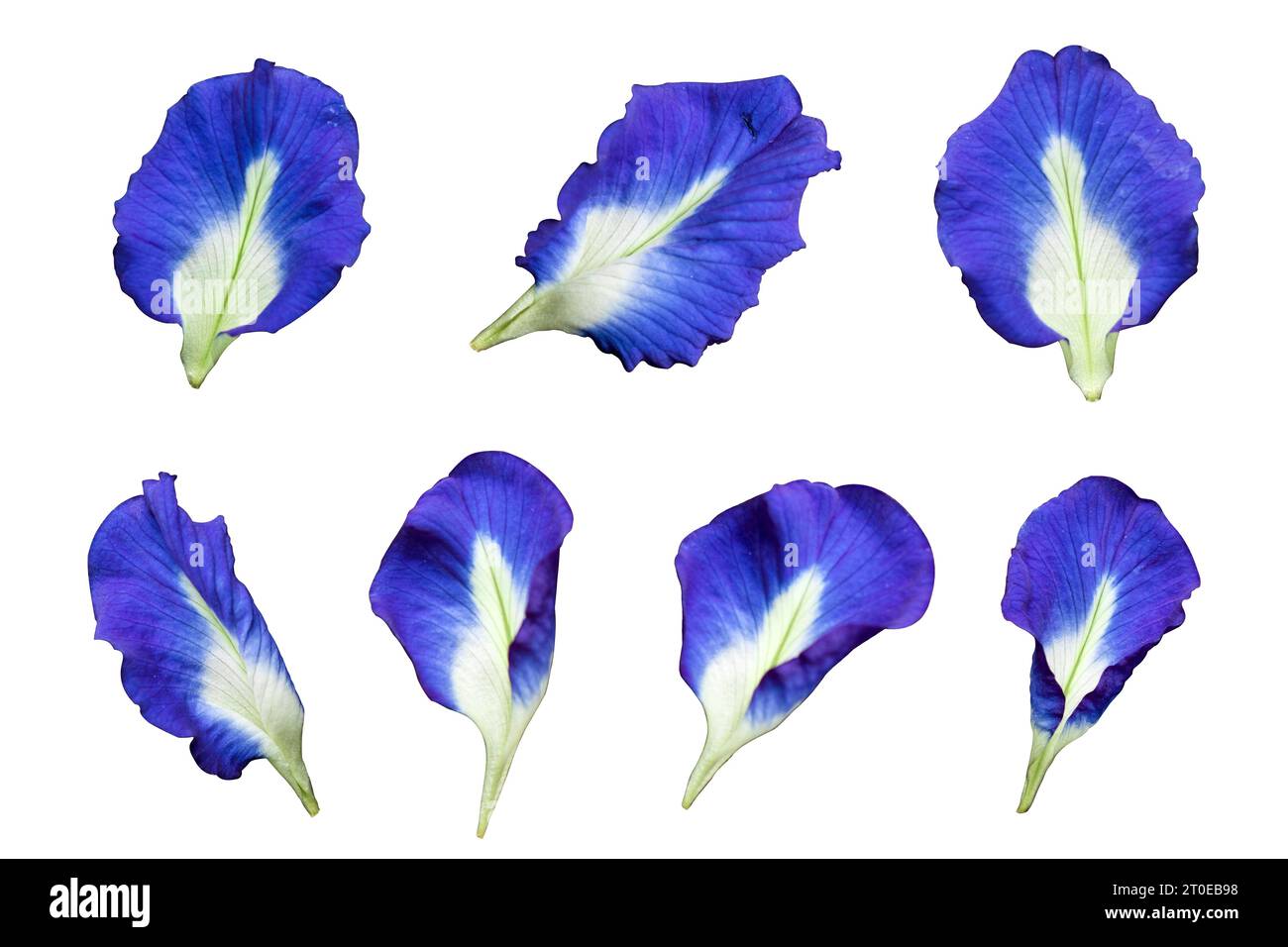Butterfly pea flowers isolated on a white or transparent background ...