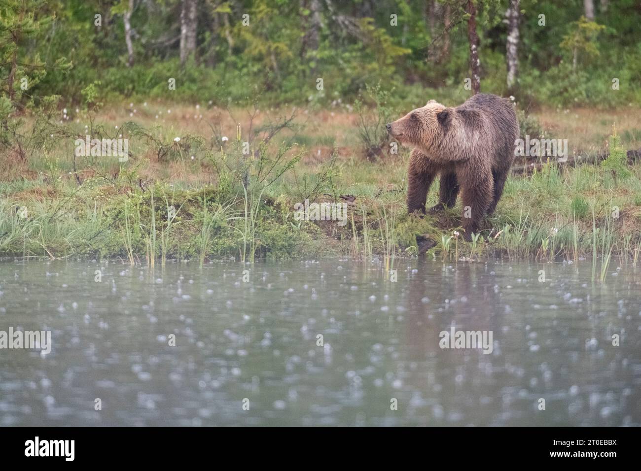 Bear in the rain hi-res stock photography and images - Alamy