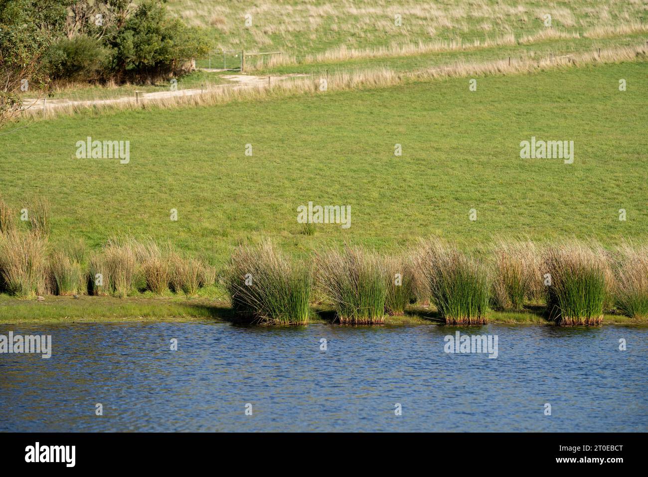 Farming landscape with a water dam on a beef farm Stock Photo - Alamy