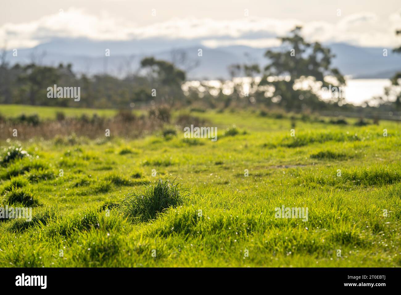 Grass growing in a field. Beautiful farming landscape in australia ...