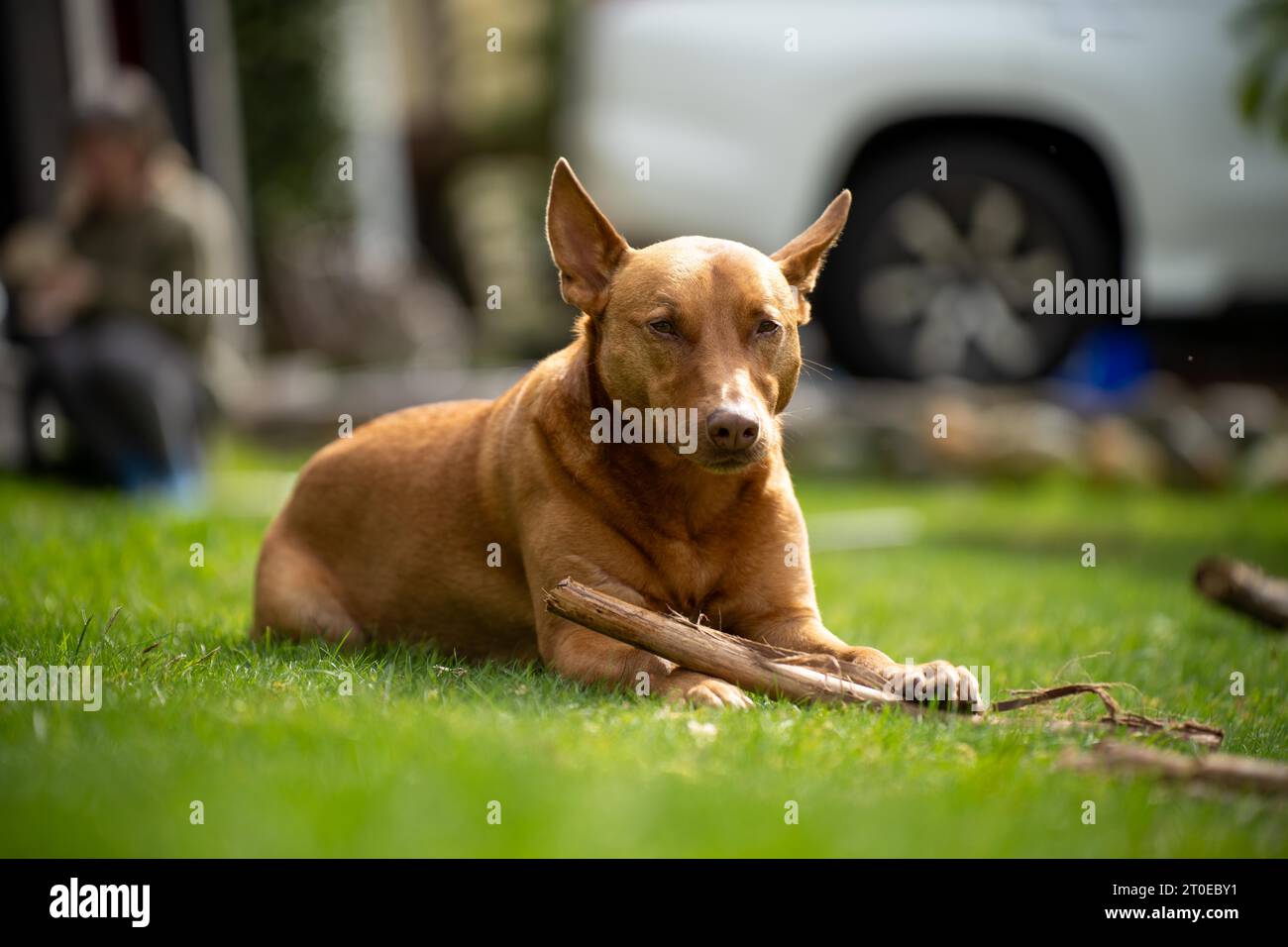 Dog carrying big stick hi-res stock photography and images - Alamy