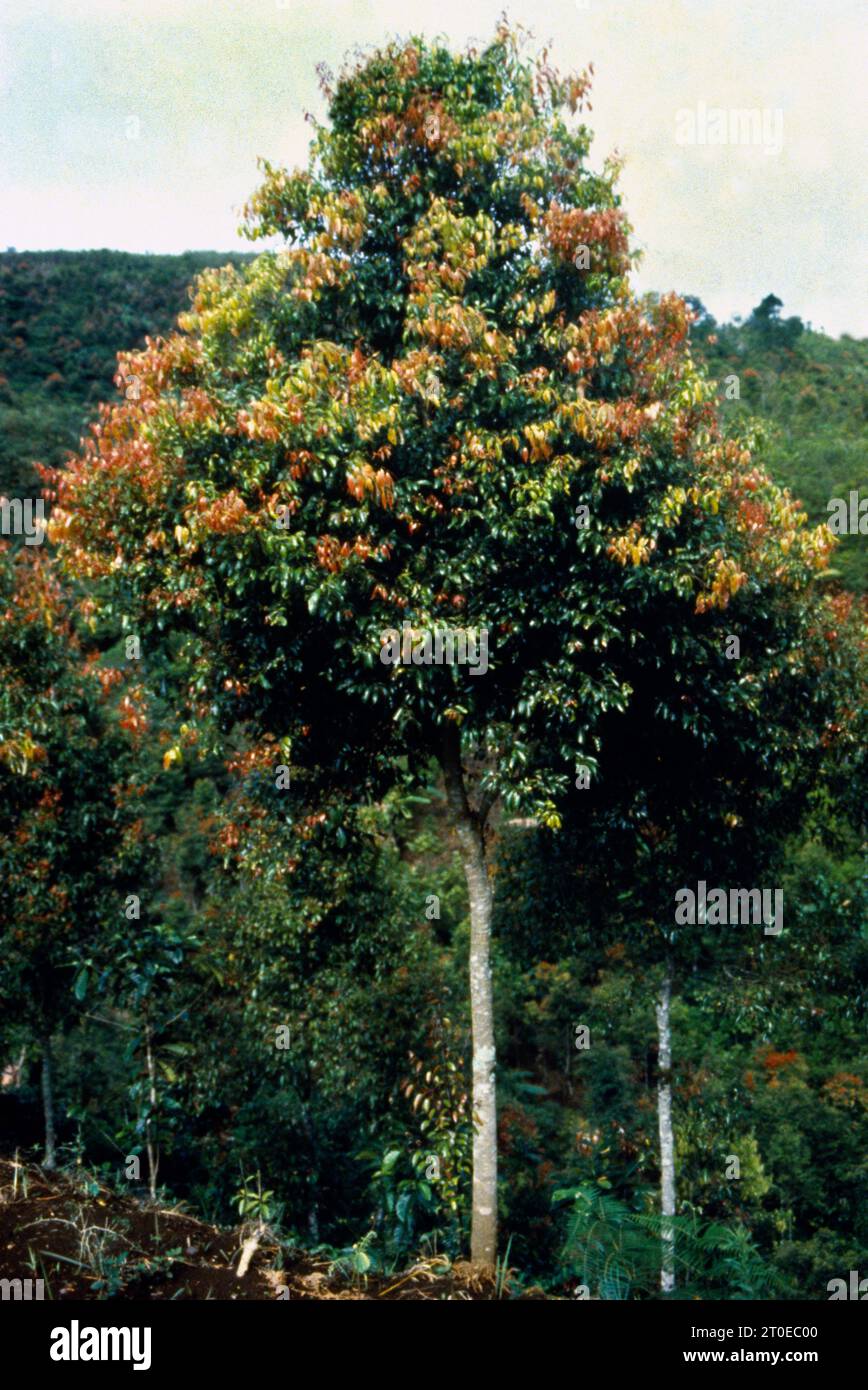 Indonesia Cinnamon Tree (Cinnamomum burmanni Stock Photo - Alamy