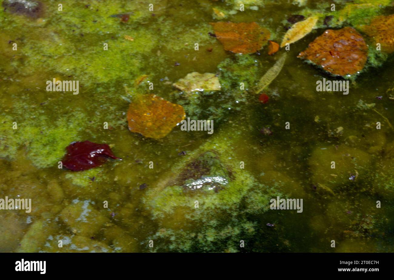 Caribbean Rainforest River with Algae Stock Photo - Alamy
