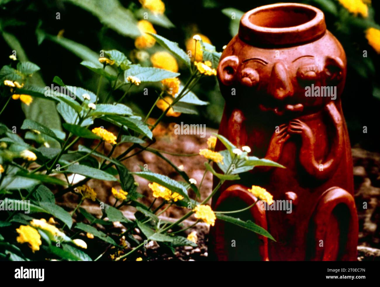Brazil Red Pottery And Yellow Flowers in Garden Stock Photo - Alamy