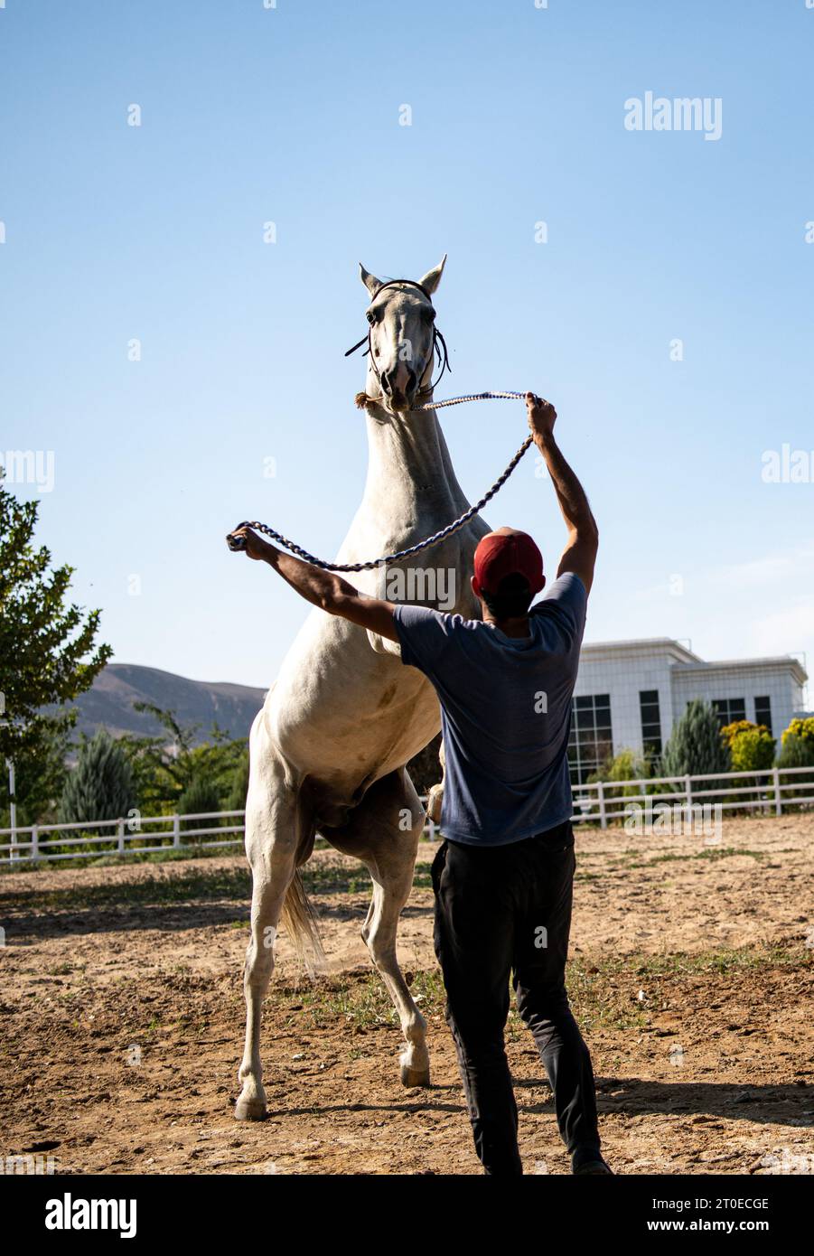 Akhal teke horse hi-res stock photography and images - Alamy