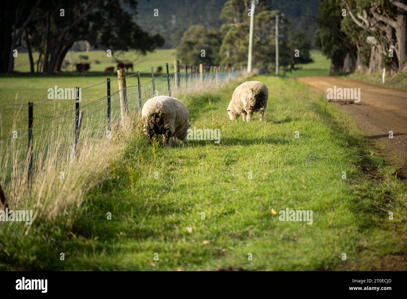 sheep with dags in a field on a farm in australia Stock Photo - Alamy