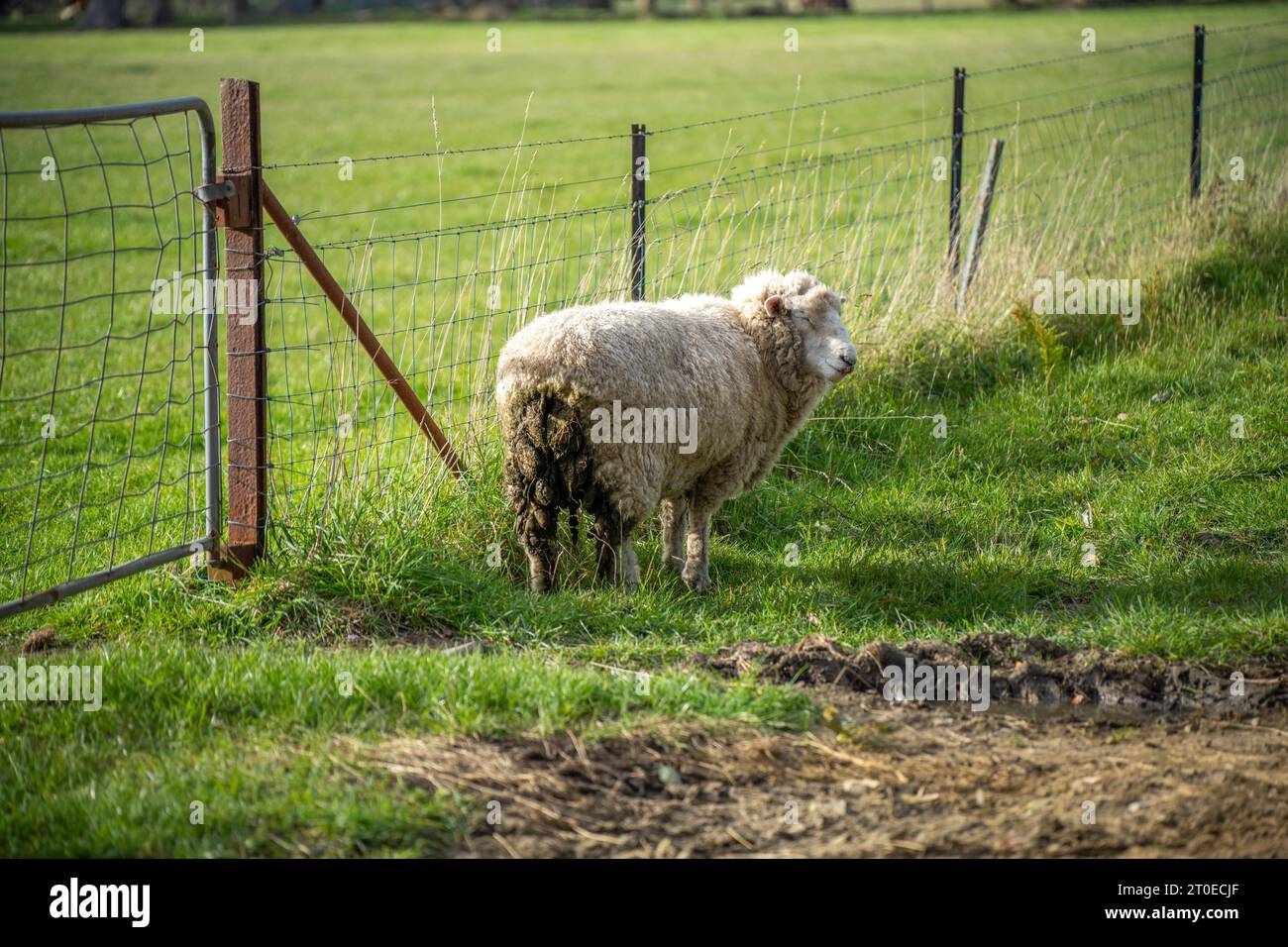 sheep with dags in a field on a farm in australia Stock Photo - Alamy