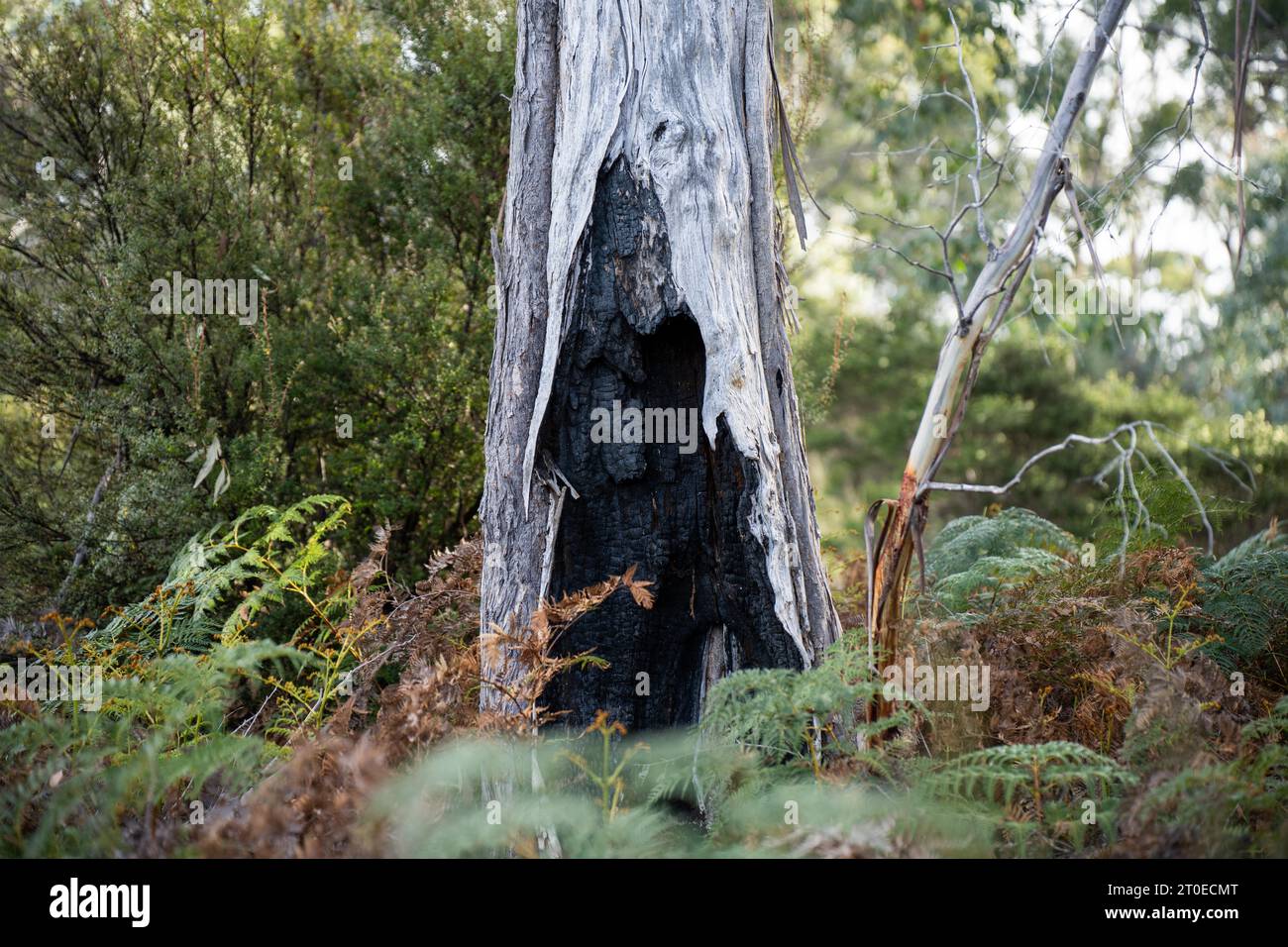 In misty forest charred tree hi-res stock photography and images - Alamy
