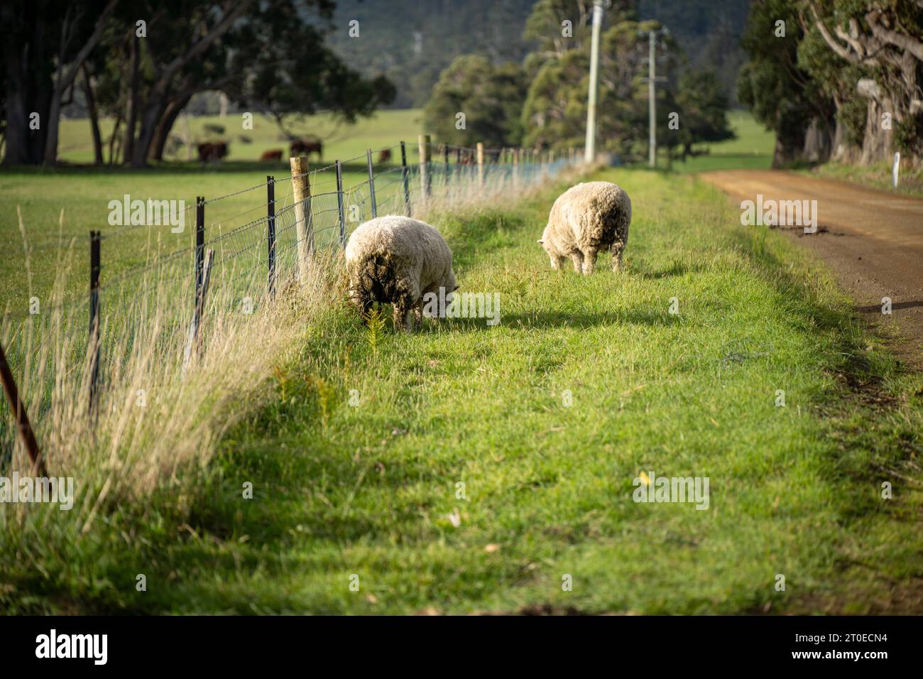 Sheep with dags hi-res stock photography and images - Alamy
