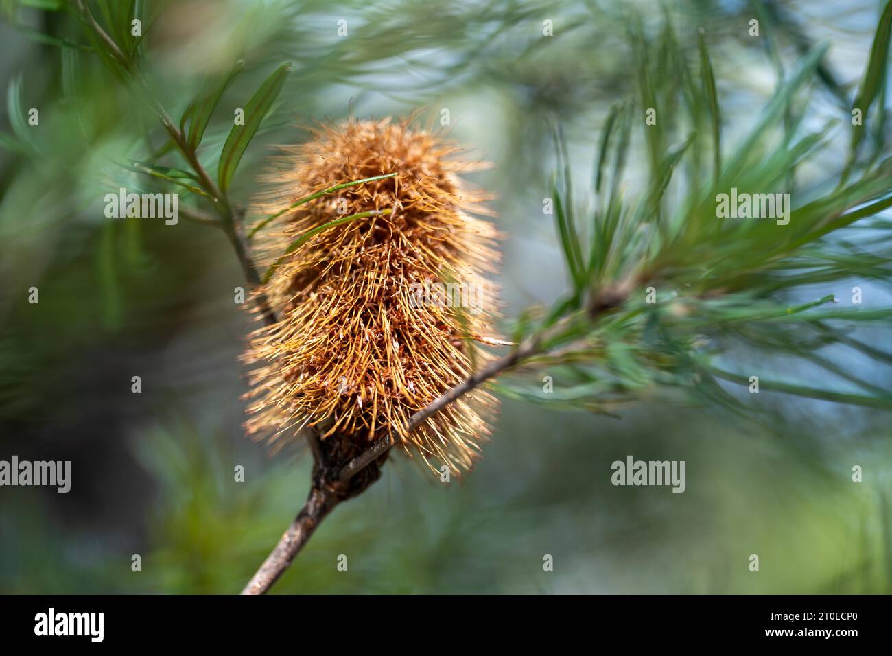 bright native yellow banksia flower in spring in a national park in ...