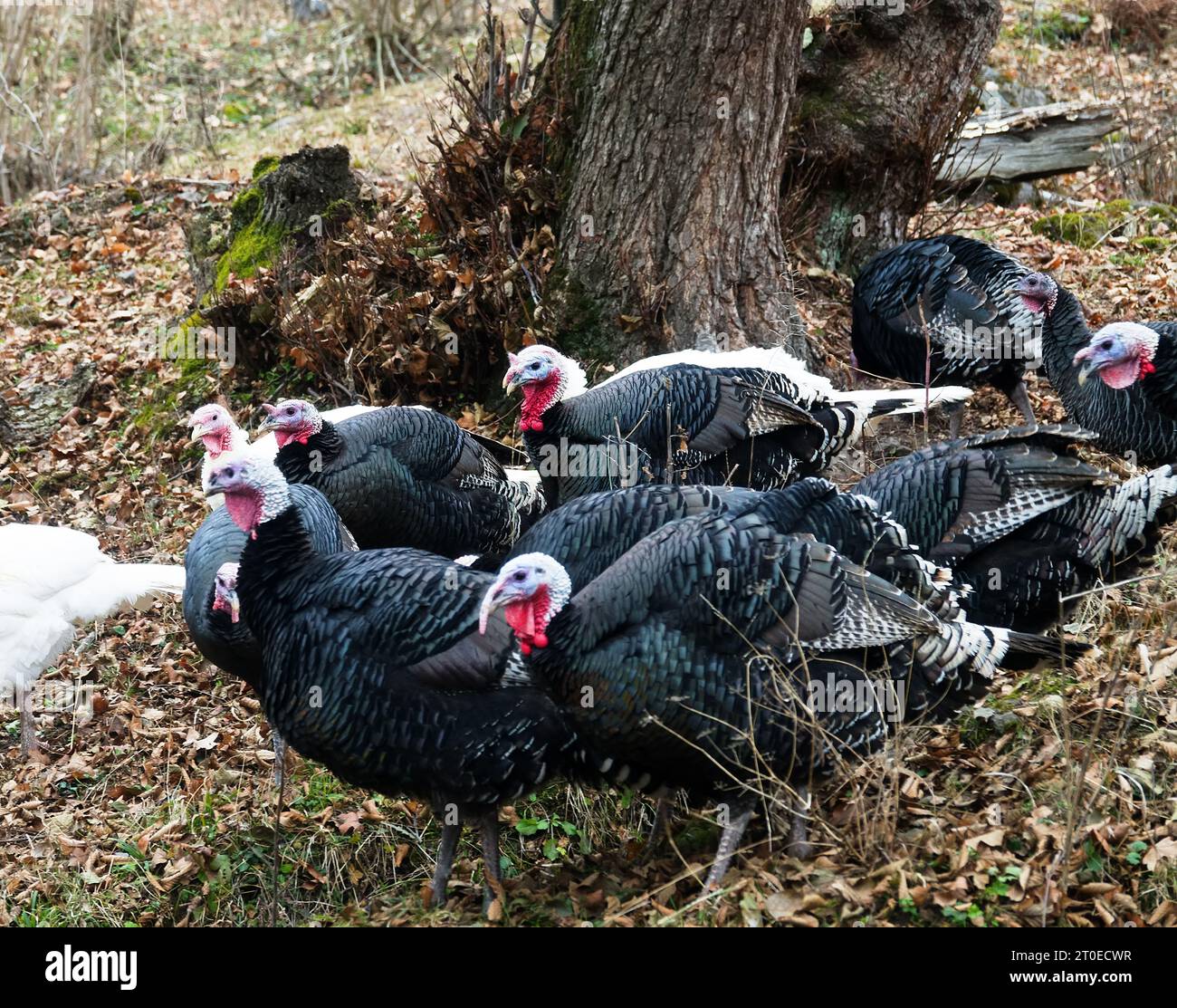 A herd of turkeys in the autumn forest on self-grazing, turkey breeding ...