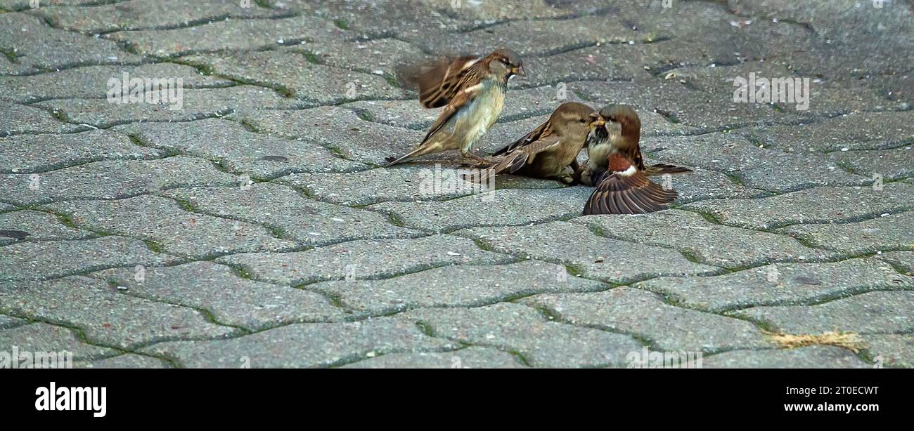 Fight for female, male competition. English sparrows (Passer domesticus ...