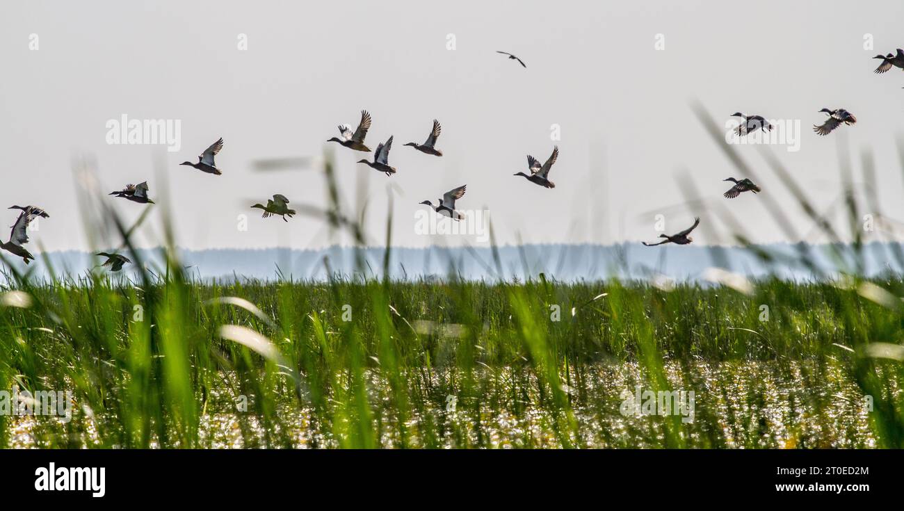 North wetland in shallow water freshwater lake with dominated by ...