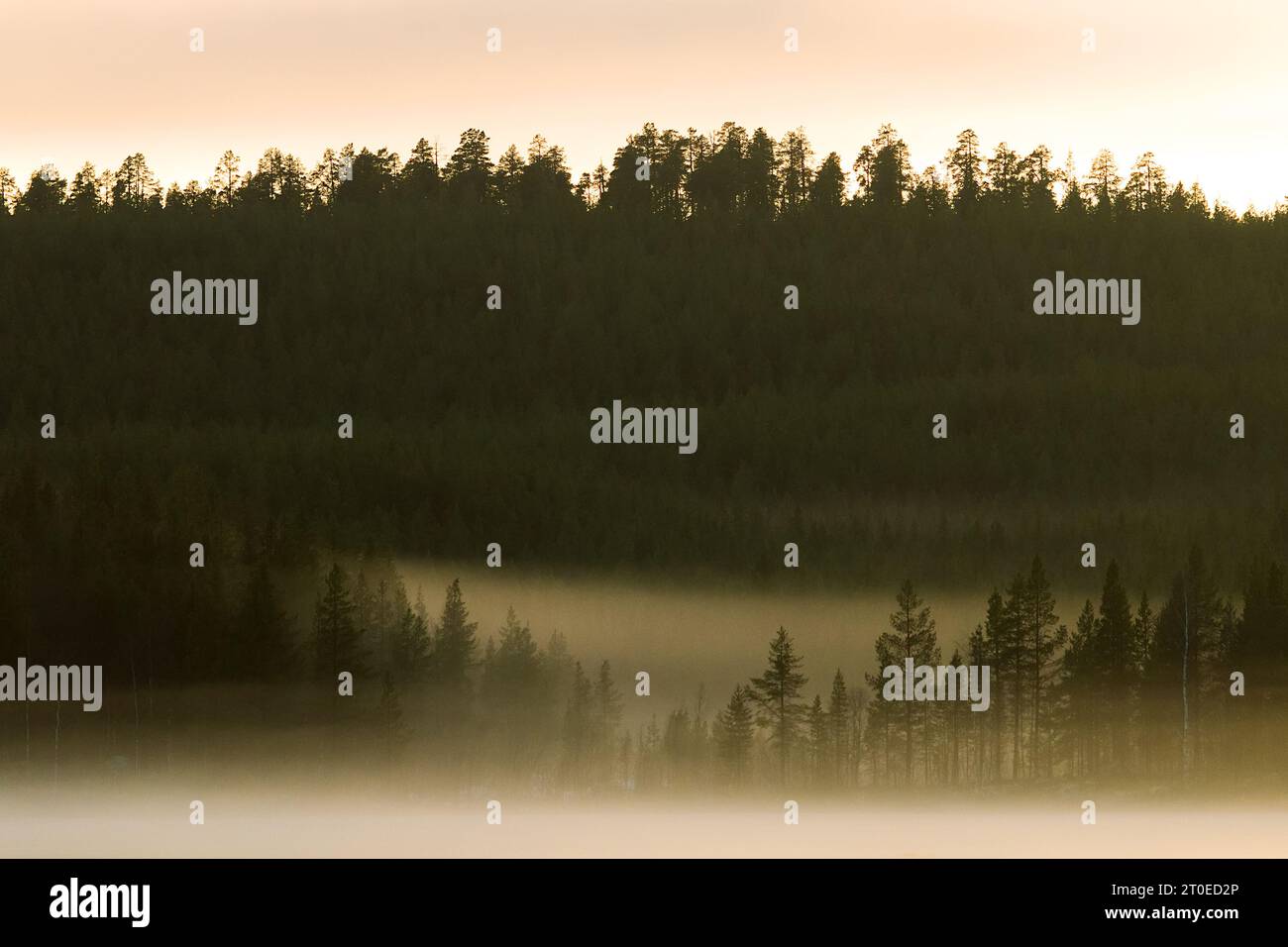 Water-surface, ground-level fog over the lake, ice and coniferous ...