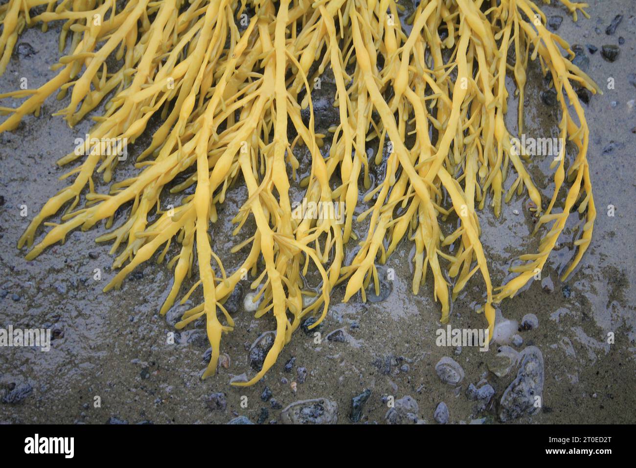 Knotted wrack algae hi-res stock photography and images - Alamy