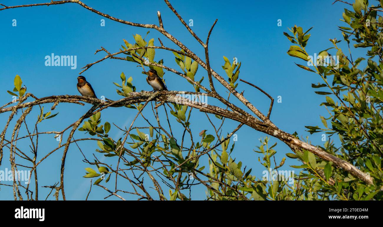A brood of common swallow (Hirundo rustica) has left the nest and lives ...