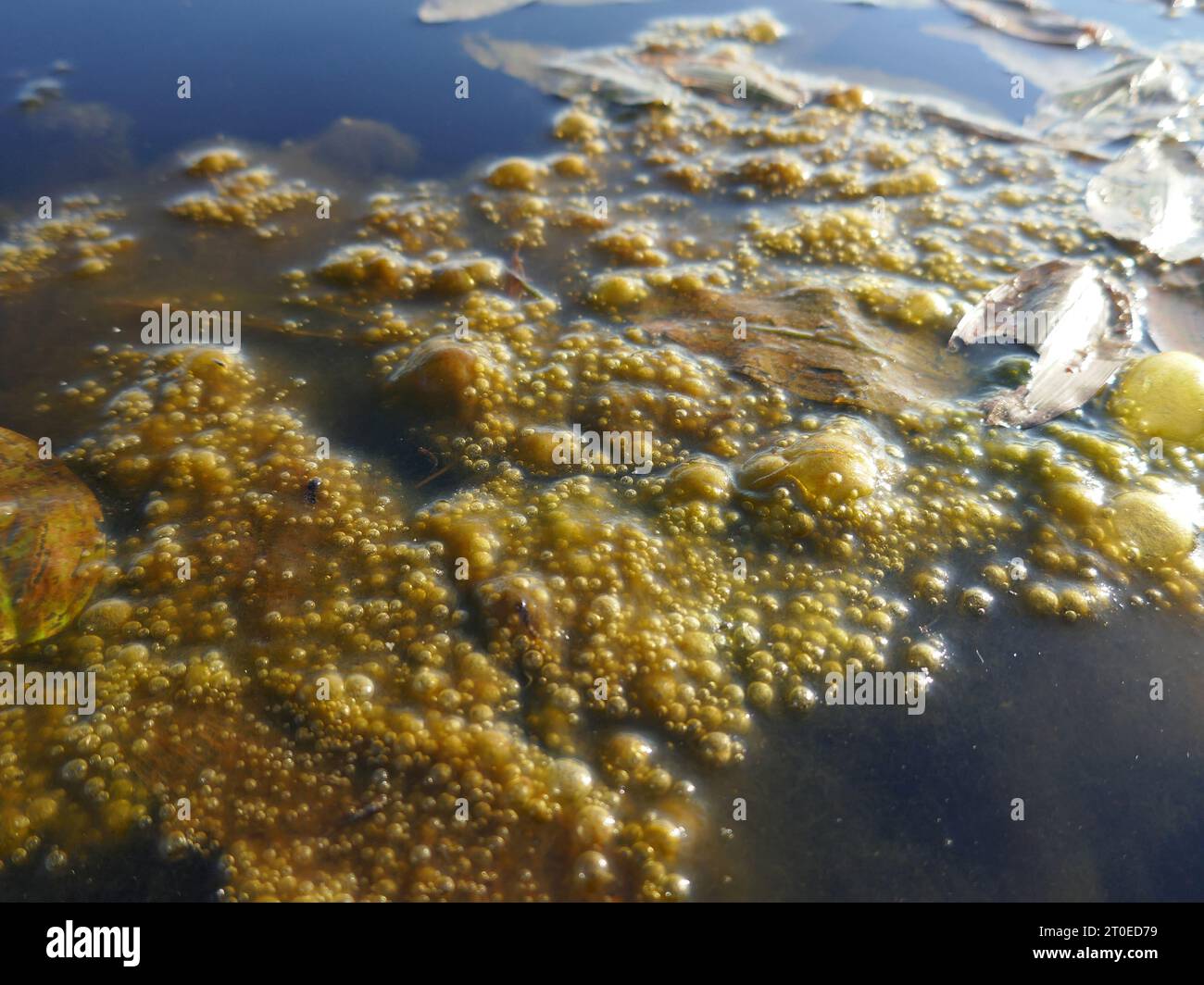 Filamentous alga Pond scum (Spirogyra) as indicator of eutrophication ...