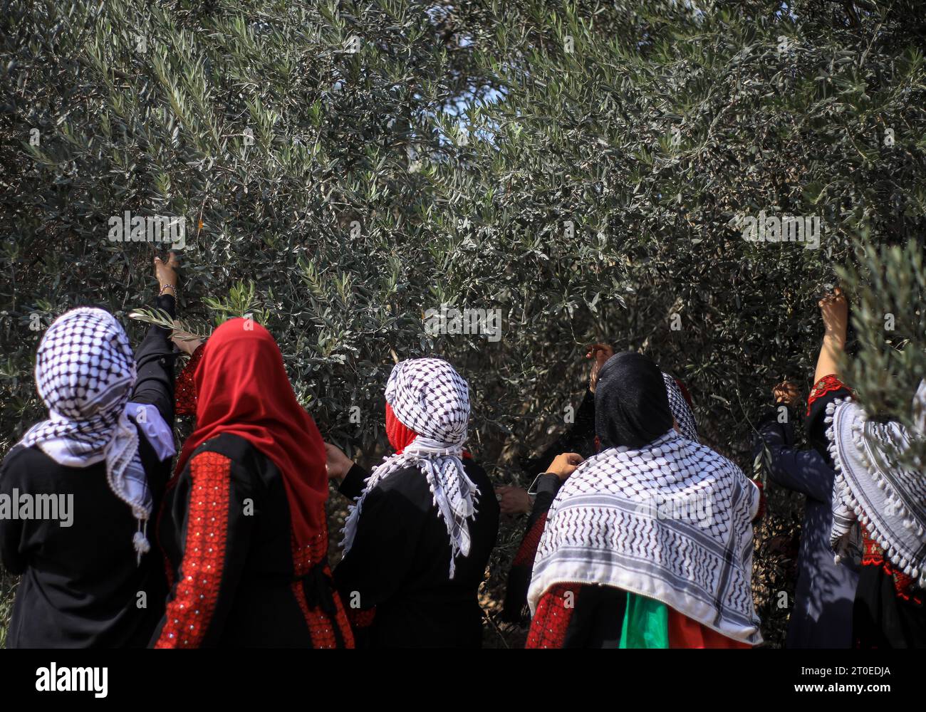 Palestinian women harvest olives from a tree during the harvest season ...