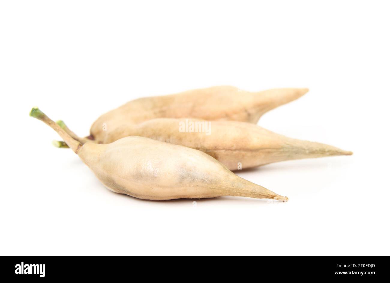Pile of dry radish seed pods, isolated. Multiple brown beige seed ...