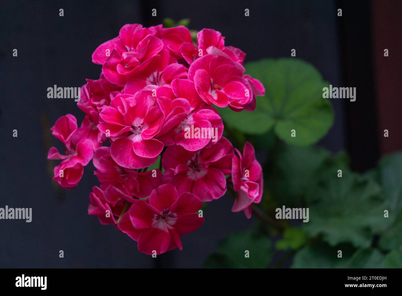 Beautiful bright pink double geranium flowers in a flower pot Stock ...