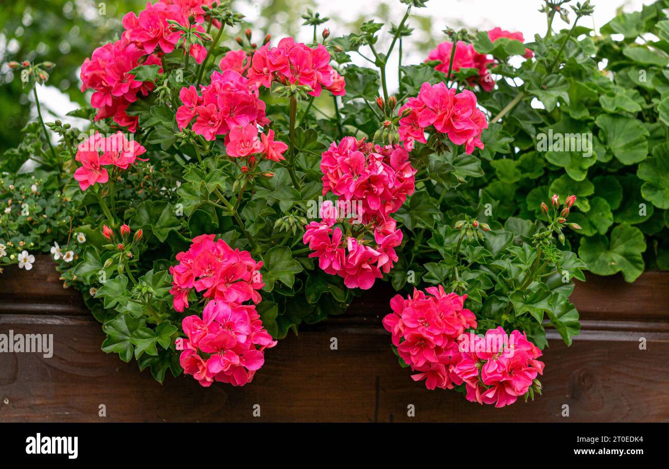Inflorescence bright pink geranium hi-res stock photography and images ...