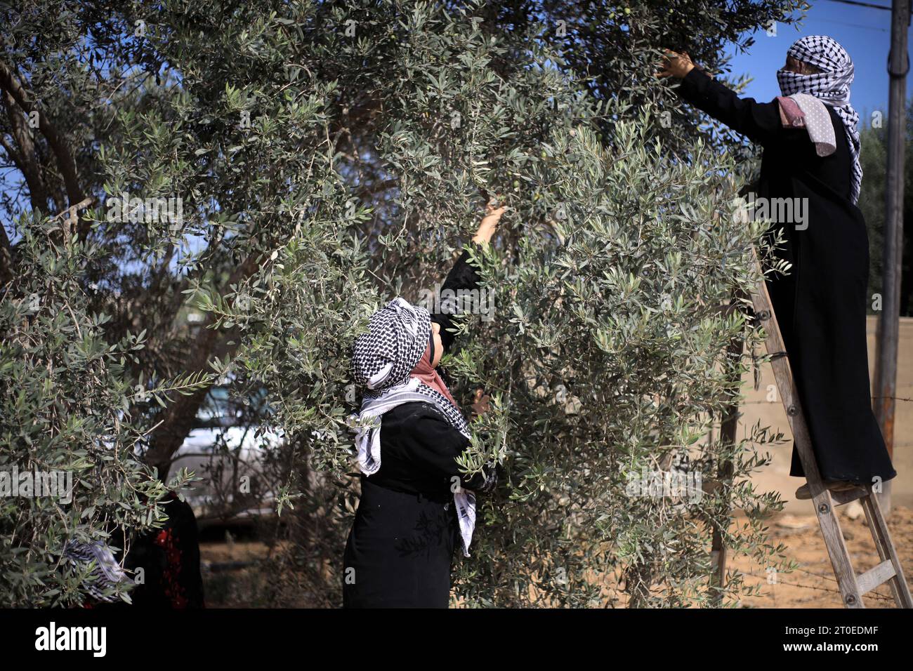 Palestinian women harvest olives from a tree during the harvest season ...